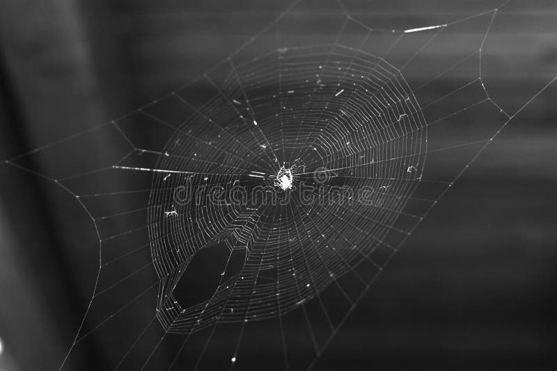 Spider web natural photo stock photo. Image of gossamer - 57817120