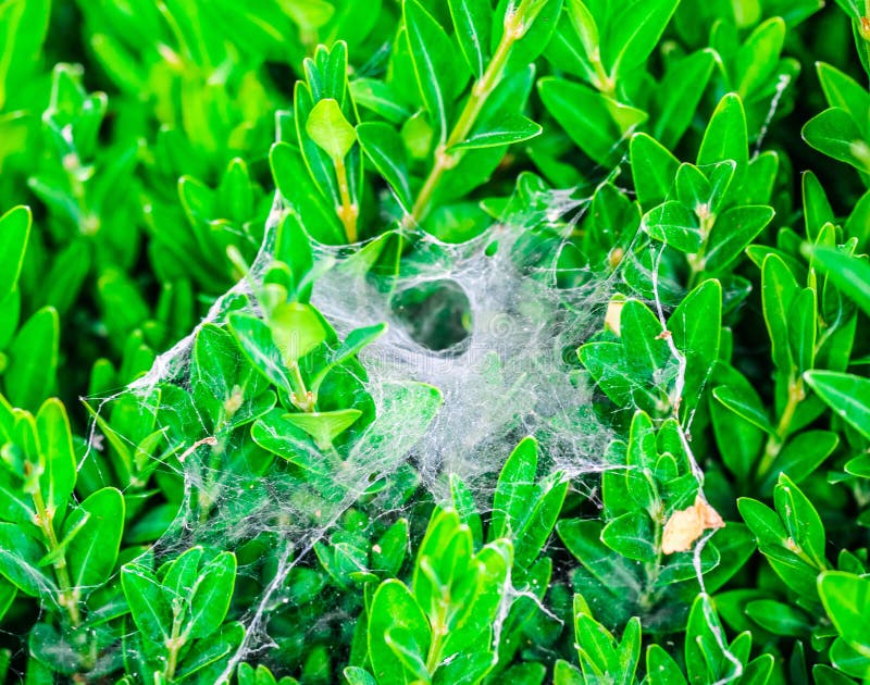 Web Natural Stile Stock Photos - Free & Royalty-Free Stock Photos from ...