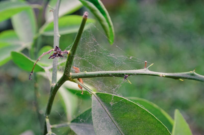 Spider Web on Tree Branches. Stock Image - Image of foliage, pattern ...