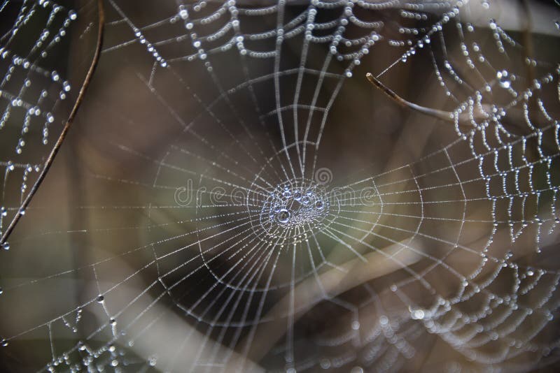 Spider web in nature stock photo. Image of trap, silk - 141878238