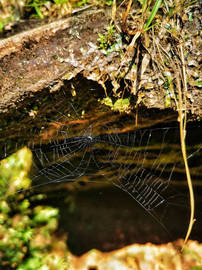 Spider web in nature. stock image. Image of chelicerata - 196529387