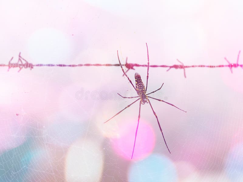 Spider on the Web Near Barbed Wire Fence Stock Photo - Image of drop ...