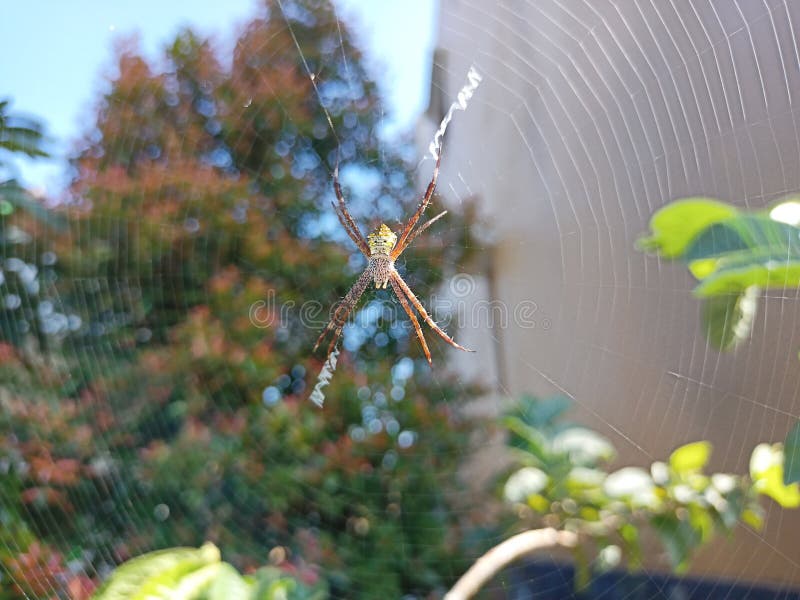 Spider Web Near the House Building Stock Image - Image of tree, animal ...