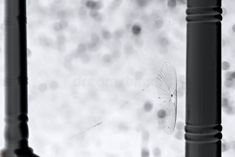 Spider Web - Negative Abstract Stock Image - Image of colonial, threads ...