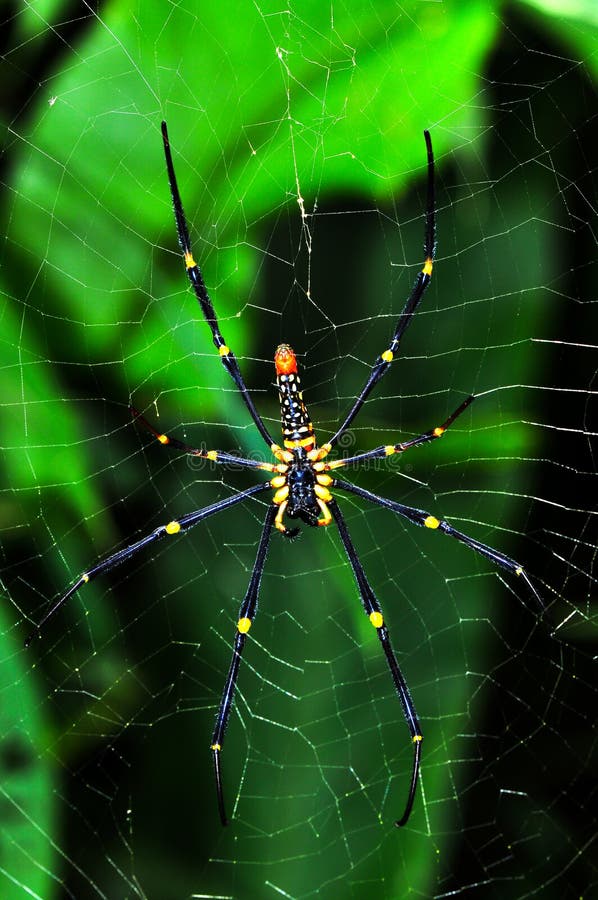 Spider on the Web (Nephila Maculata) Stock Image - Image of black, wild ...