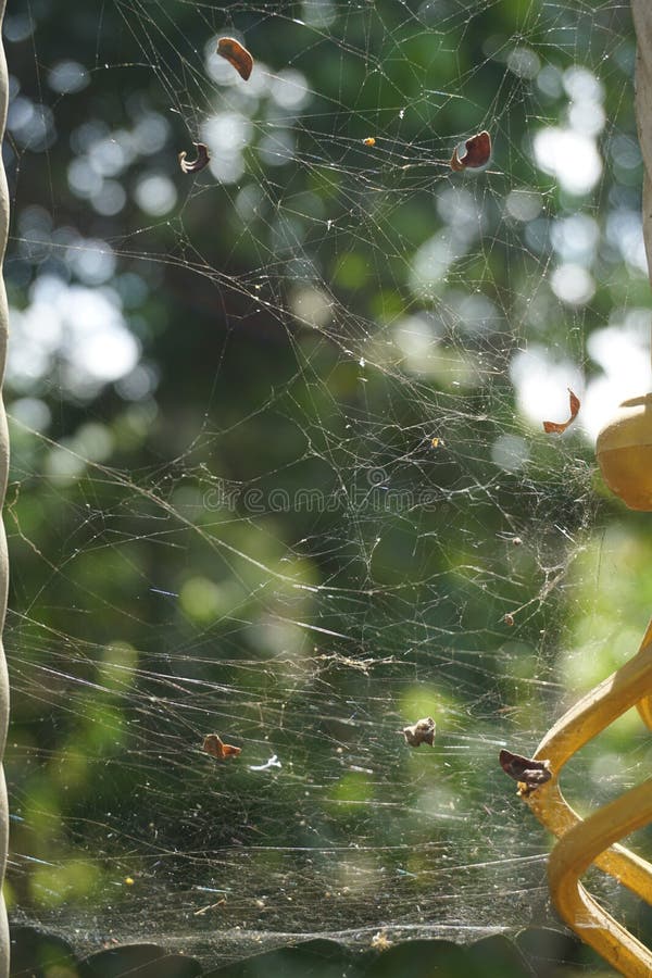 Spider Web, the Network of Silken Thread Spun by MostÂ spidersÂ and ...