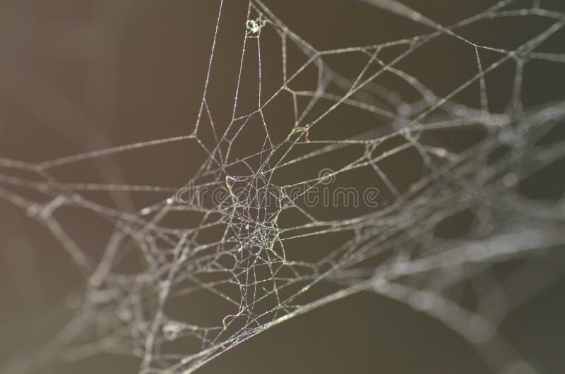 Spider web stock photo. Image of macro, sharp, lense - 66526194