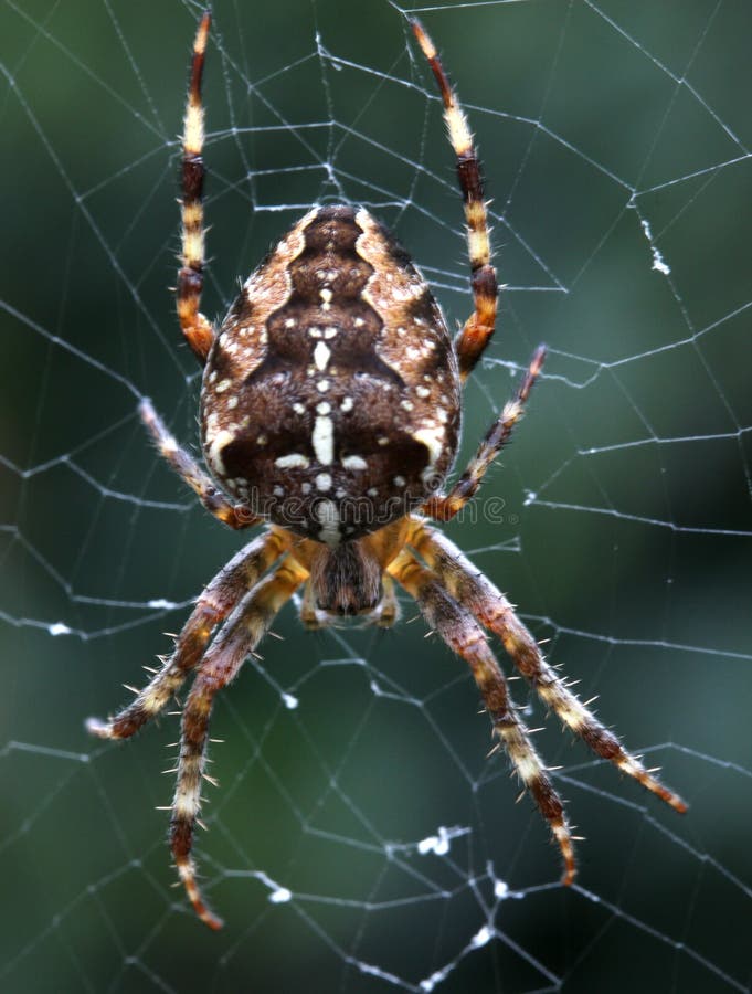 Spider on the Web at Night. Stock Photo - Image of spiral, brown: 63077332