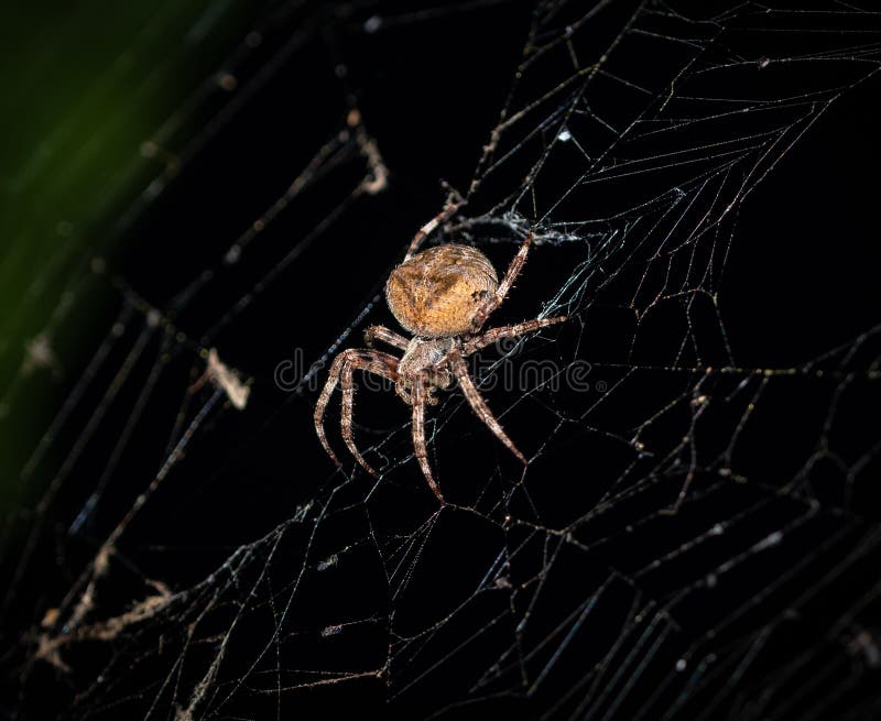 Spider on the Web in Night Aradanus Diadematus. Stock Photo - Image of ...