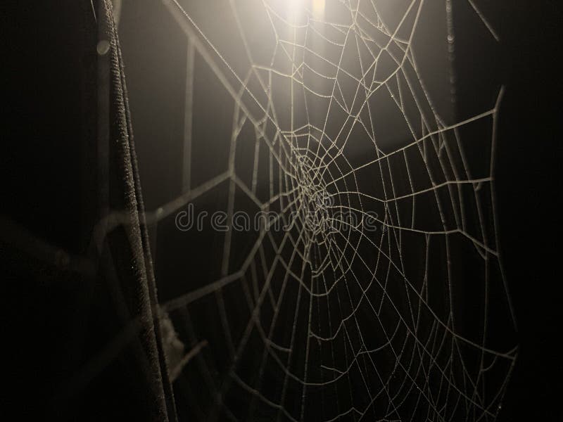 Tangle Web spider 1 stock image. Image of southern, arthropods - 47324969