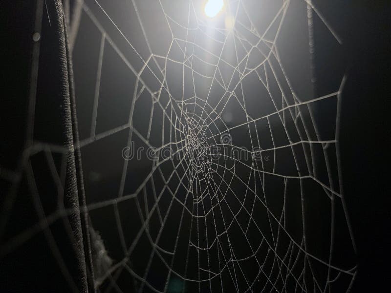 Spider web at night stock photo. Image of symmetric - 203233076