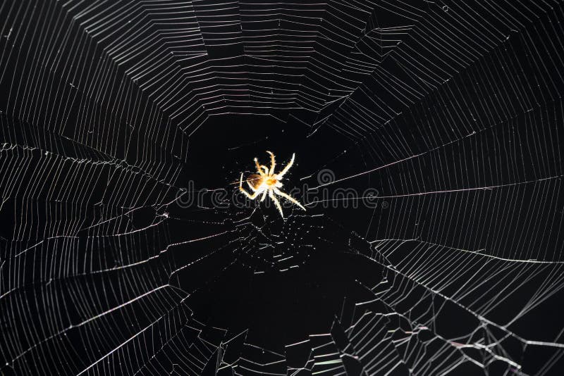 Spider on the web at night stock image. Image of arachnid - 101047595