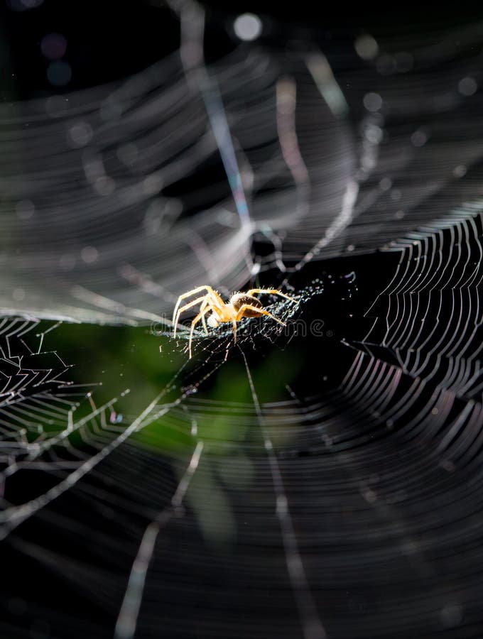Spider on the web at night stock photo. Image of waiting - 101048098