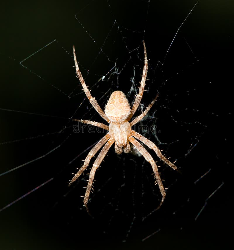 Spider on the web at night stock photo. Image of arachnid - 101048146