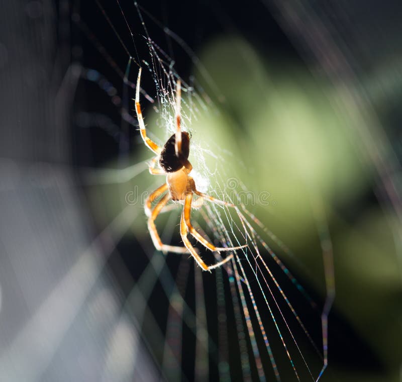 Spider on the web at night stock image. Image of spikes - 101048177