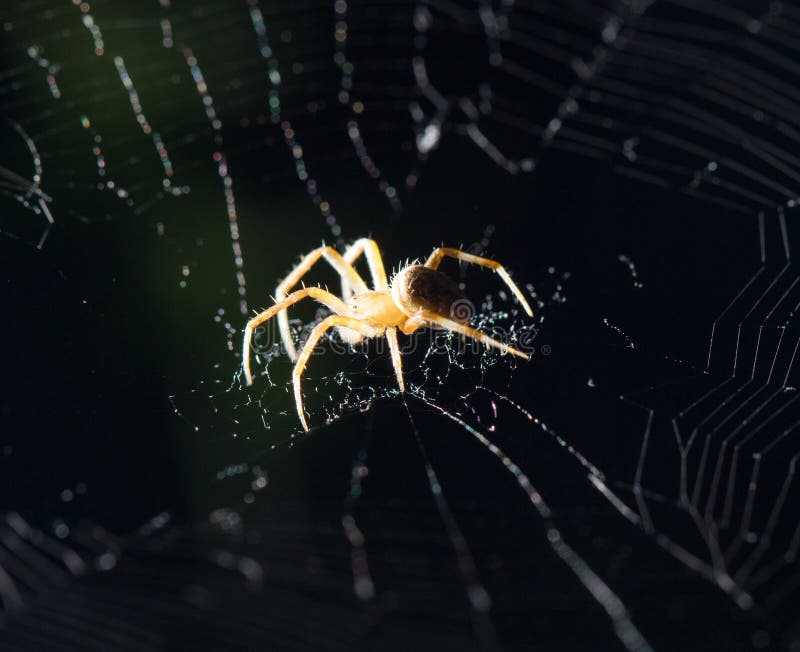 Spider on the web at night stock photo. Image of spider - 101048464