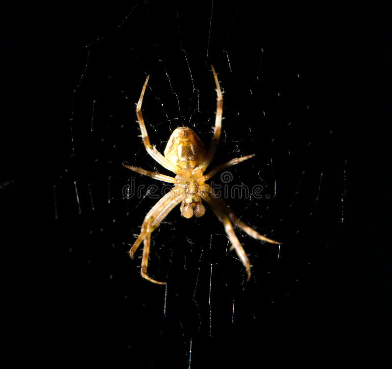 Spider on the web at night stock image. Image of hanging - 101048835