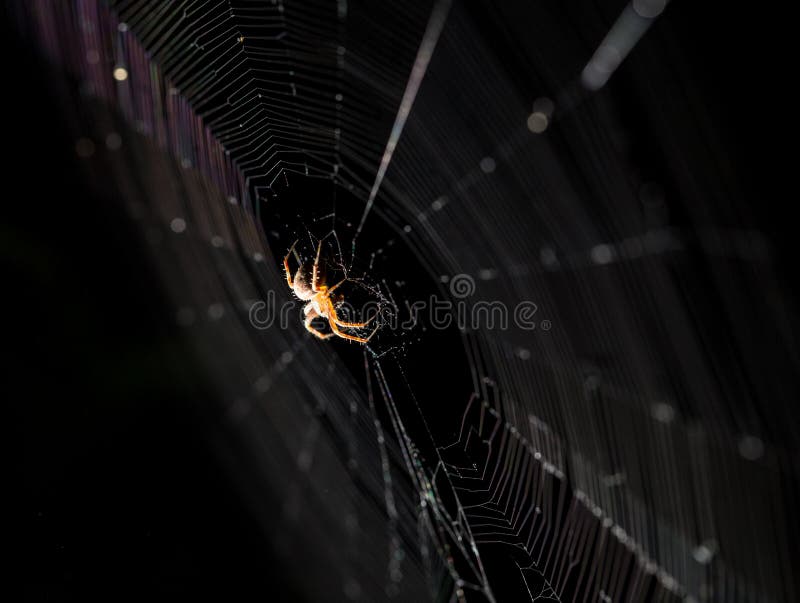 Spider on the web at night stock image. Image of night - 100387553