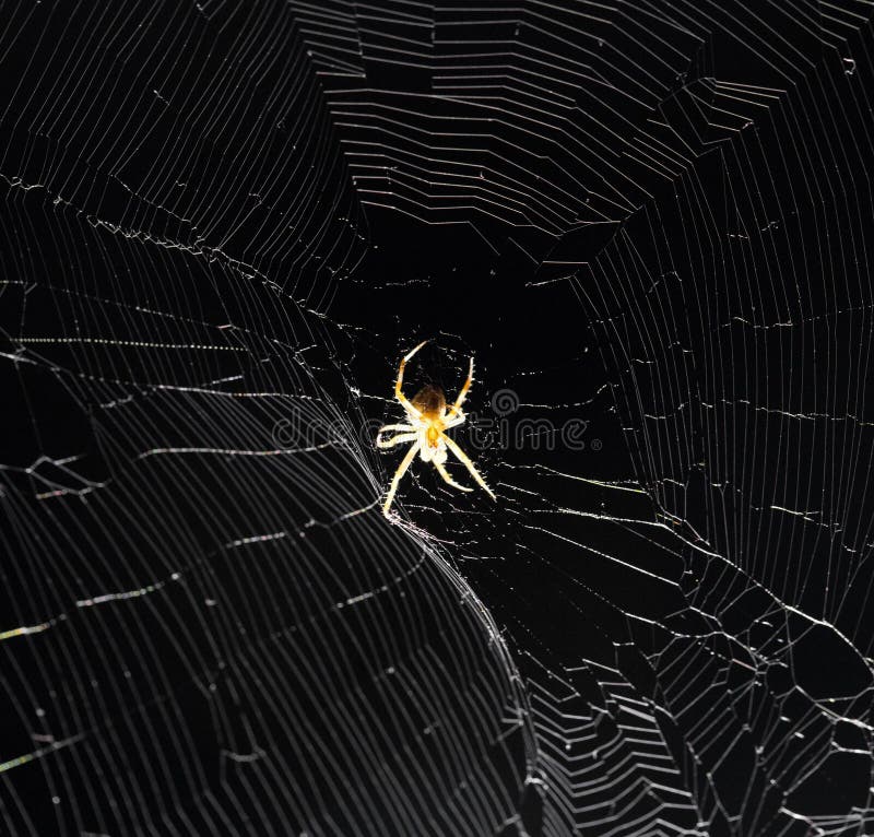 Spider on the web at night stock image. Image of belly - 101049169