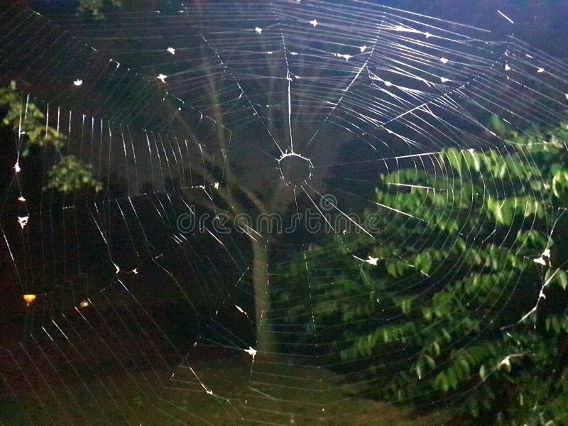 Spider web night texture stock image. Image of crawly - 304007451