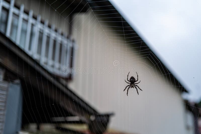 A spider in a web in Nikko stock image. Image of grass - 168162163
