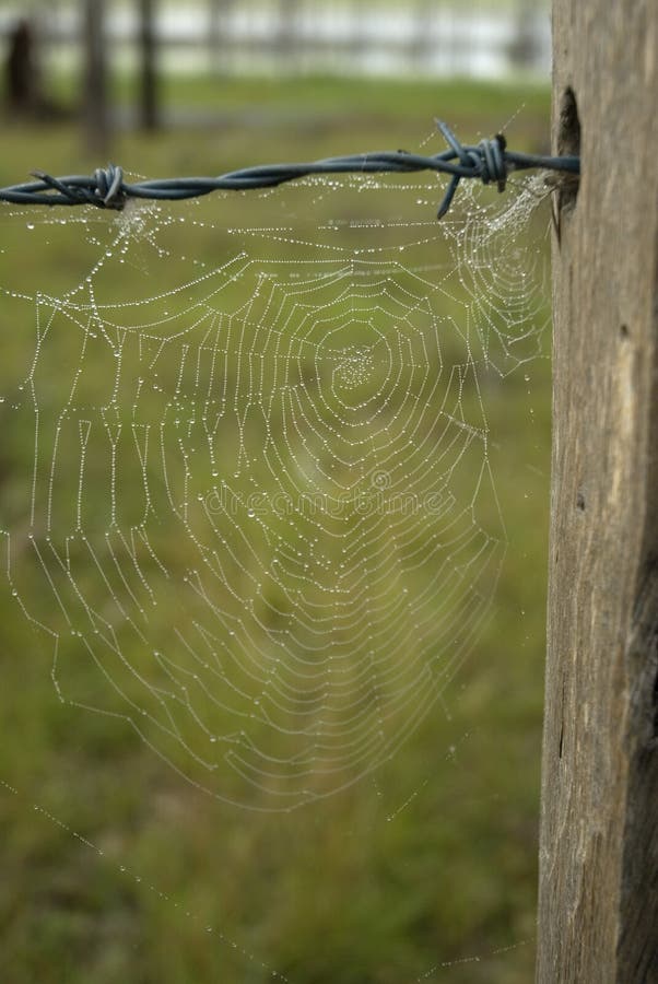 Spider web on Old Fence stock photo. Image of trees, spiders - 8181460