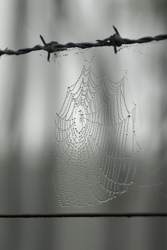 Spider Web on Old Fence stock photo. Image of trees, cobwebs - 8181462