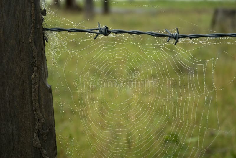 Spider Web on Old Fence stock photo. Image of cobwebs - 8181472