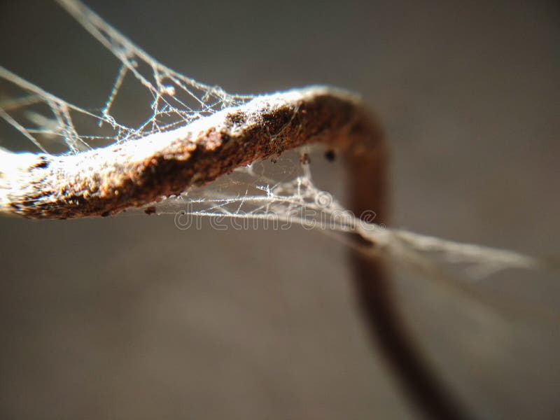 Spider Web on Old Old Rusty Metal Stock Image - Image of covering ...
