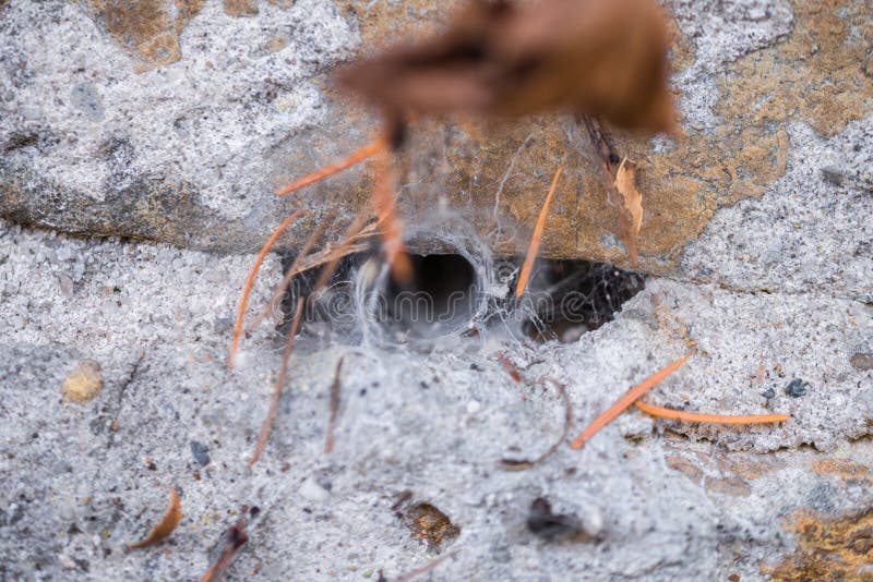 Spider Web at an Old Stone Wall Stock Photo - Image of growing, cobweb ...