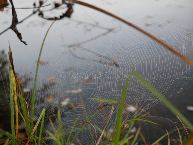 Spider web over a pond stock photo. Image of light, water - 106003638