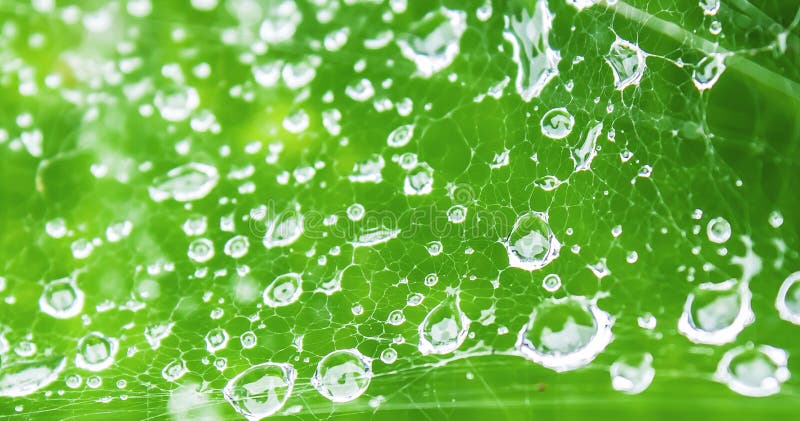 Spider web stock photo. Image of spiderweb, abstract - 42154922