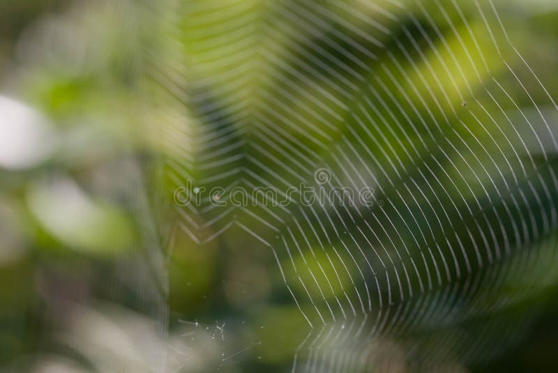 Spider web stock photo. Image of droplet, trap, spiderweb - 69758456