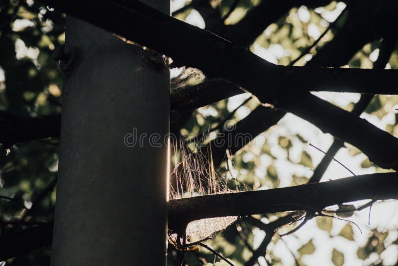 Spider Web between the Pillar and the Tree in the Bright Rays of the ...