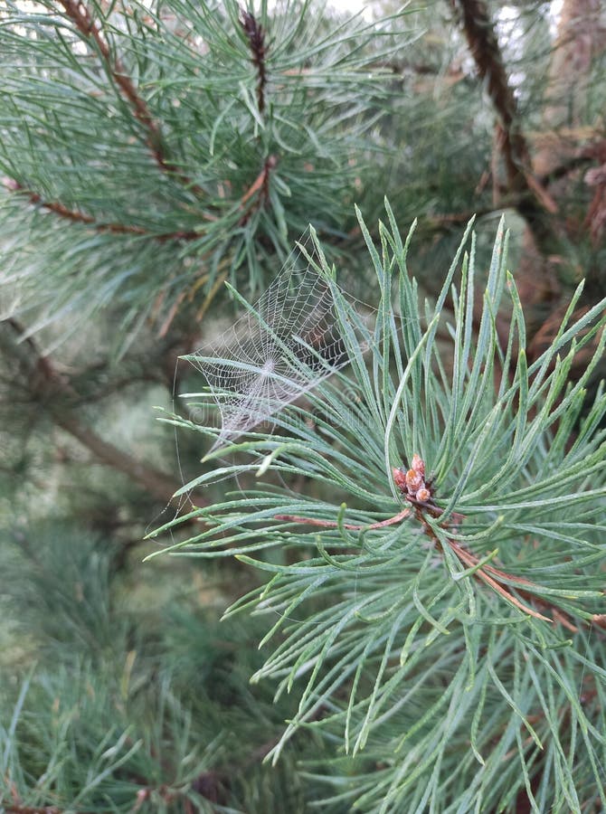 449 Square Spider Web Stock Photos - Free & Royalty-Free Stock Photos ...