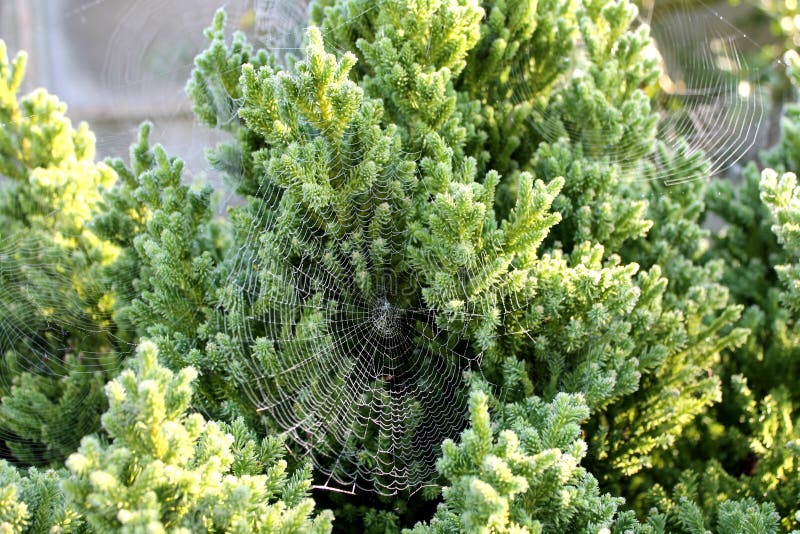 Spider web stock photo. Image of biome, subshrub, spruce - 60114390