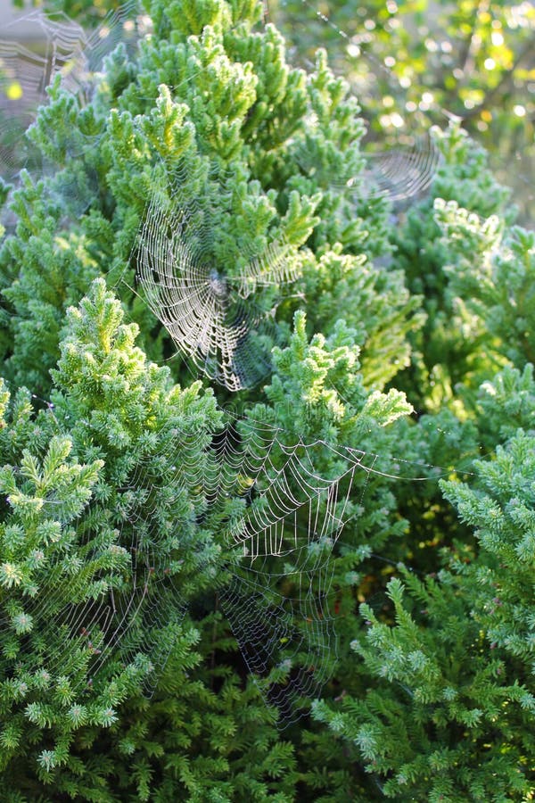 Spider web stock image. Image of shrub, tree, subshrub - 60115061