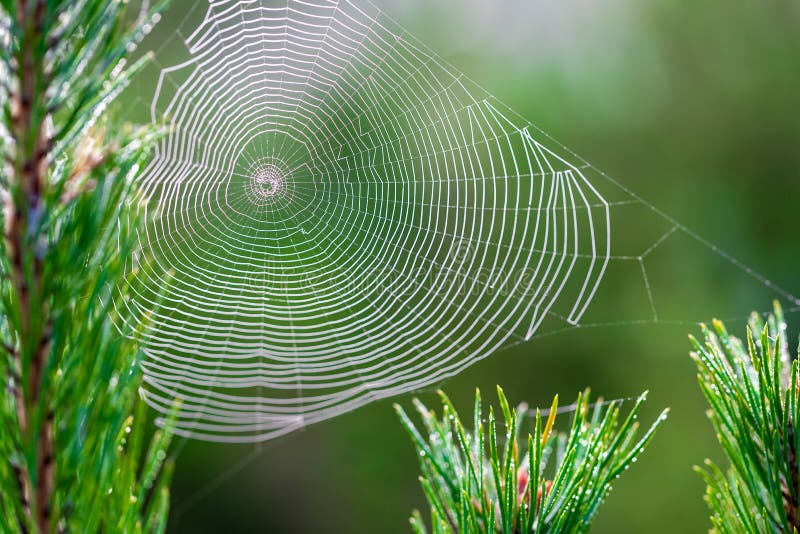 A Spider Web in a Pine Tree during Dawn with Early Morning Dew Stock ...