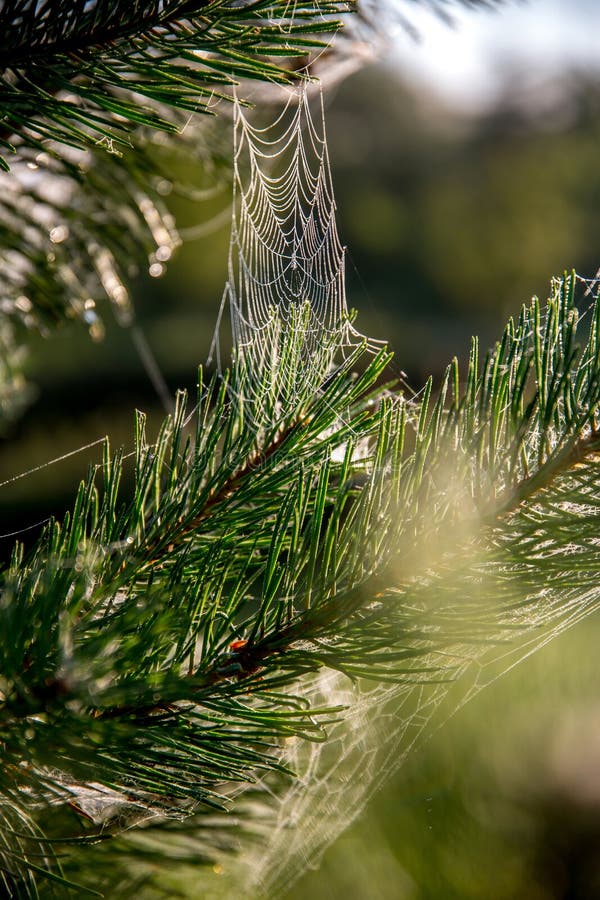 Spider Web on the Pine Tree Branch Stock Image - Image of flora ...