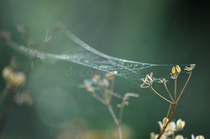 Spider web on a plant stock photo. Image of wing, leaf - 272109600