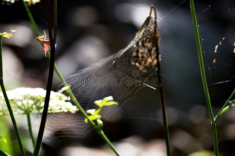Spider web on a plant stock image. Image of spider, arthropod - 272109815