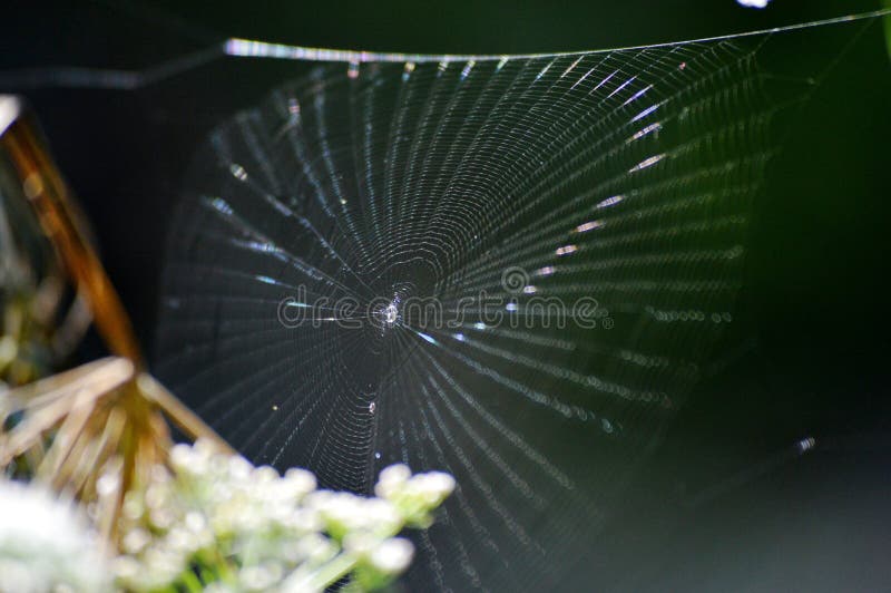 Spider web on a plant stock image. Image of animal, insect - 272109825