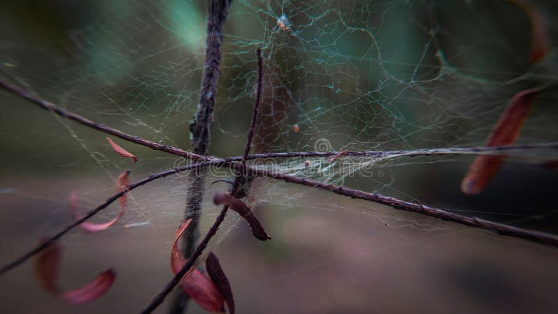 A Spider Web on the Branches of a Plant Near a Tree Stock Image - Image ...