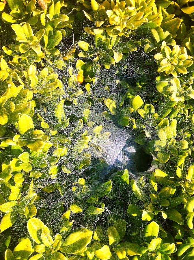 Web on plant stock image. Image of twig, lush, green - 46349857