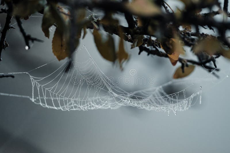 Plants Close Up Clip Art Stock Photos - Free & Royalty-Free Stock ...