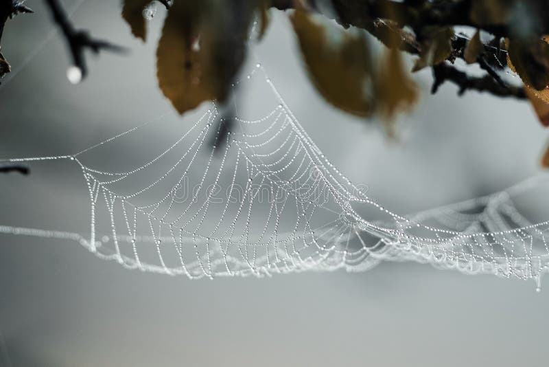 Spider Web, Plants and Dew Drops Close-up. Abstract Background. Stock ...
