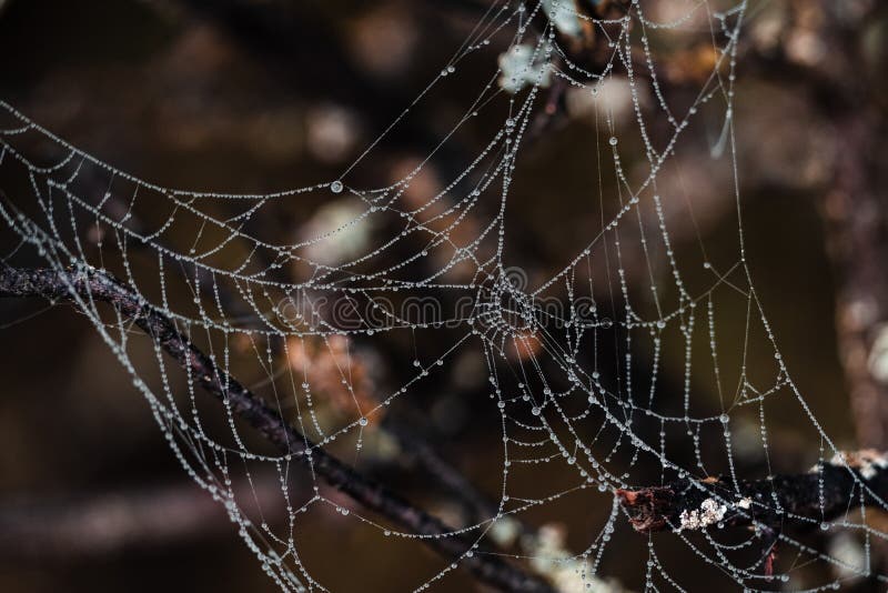 Spider Web, Plants and Dew Drops Close-up. Abstract Background Stock ...