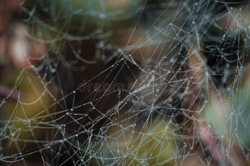 Spider Web, Plants and Dew Drops Close-up. Abstract Background Stock ...