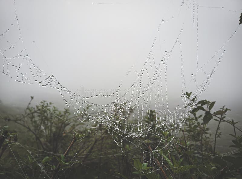 Spider Web, Plants and Dew Drops Close-up. Natural Pattern. Green ...