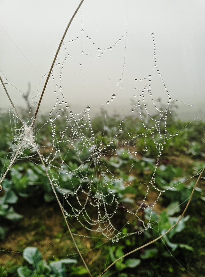 Spider Web, Plants and Dew Drops Close-up. Natural Pattern. Green ...